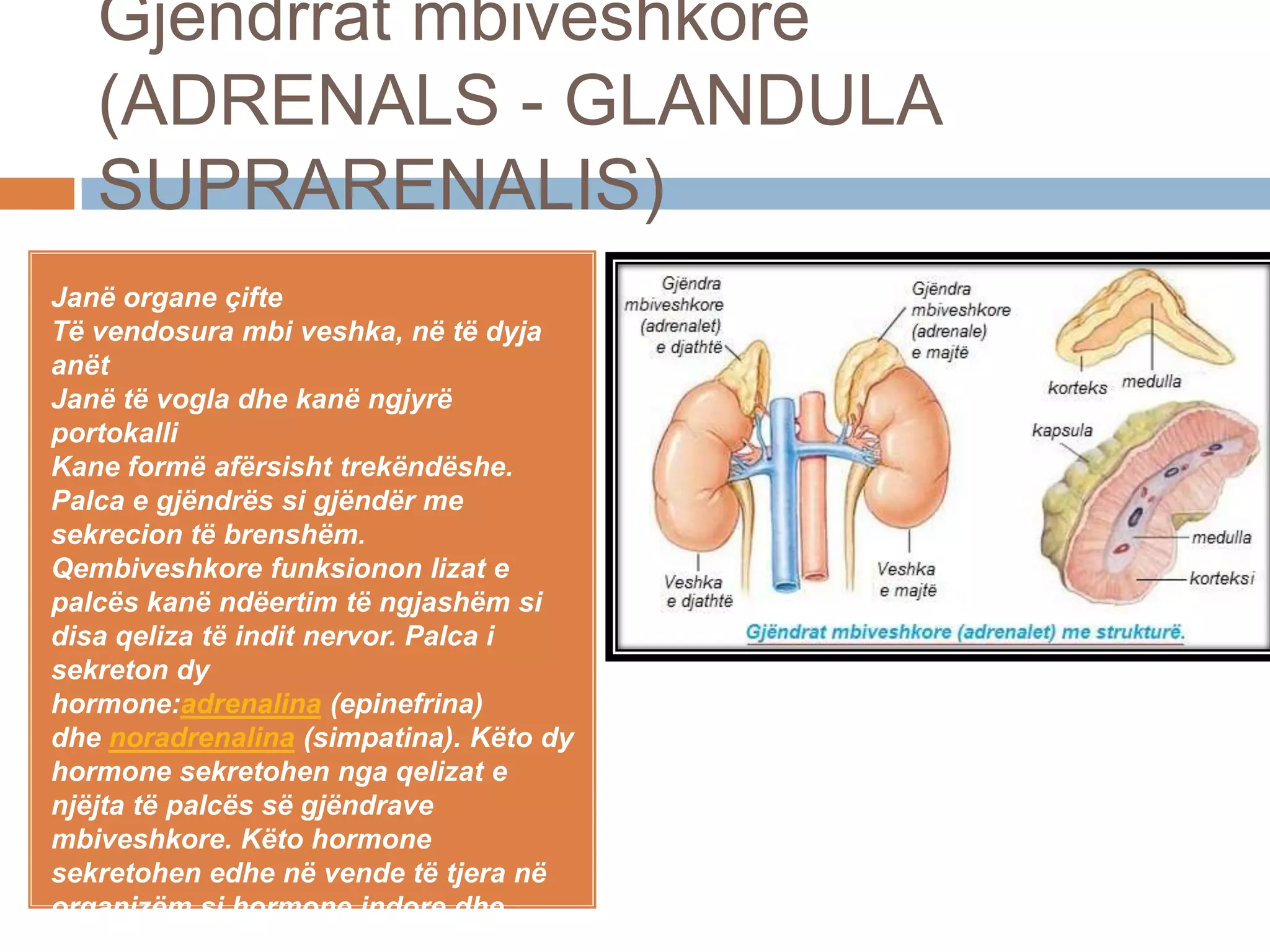 Projekt biologji: "Funksionet e Organeve te Njeriut " | PPTX