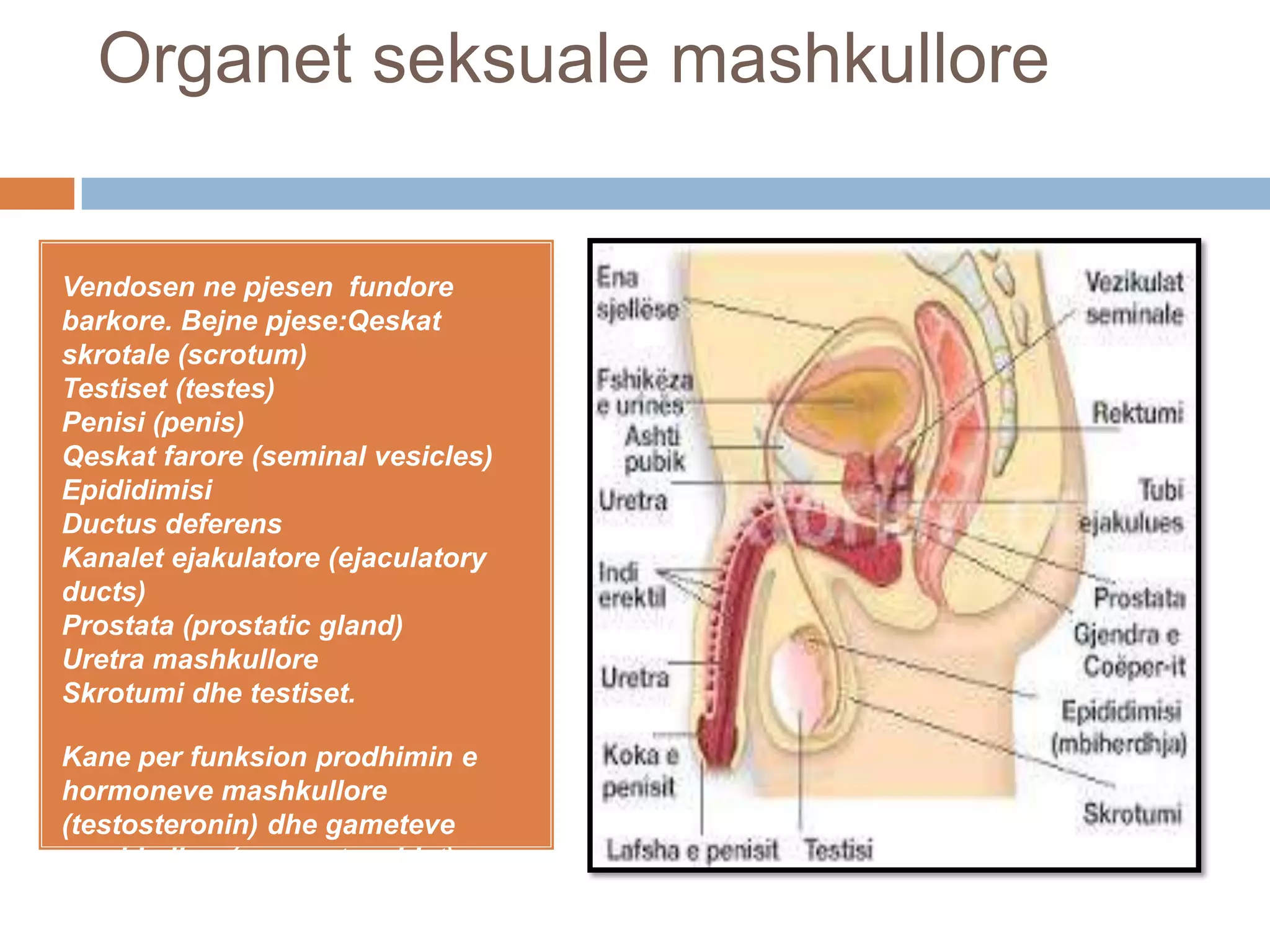 Projekt biologji: "Funksionet e Organeve te Njeriut " | PPTX