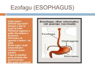 Projekt biologji: "Funksionet e Organeve te Njeriut " | PPTX