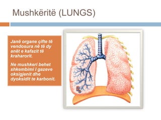 Projekt biologji: "Funksionet e Organeve te Njeriut " | PPTX