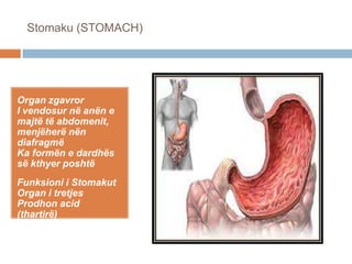 Projekt biologji: "Funksionet e Organeve te Njeriut " | PPTX