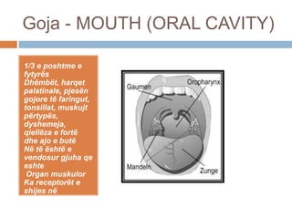 Projekt biologji: "Funksionet e Organeve te Njeriut " | PPTX