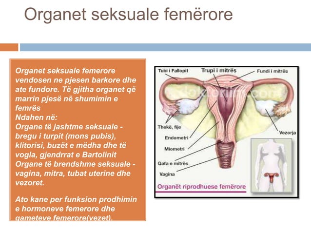 Projekt biologji: "Funksionet e Organeve te Njeriut " | PPTX