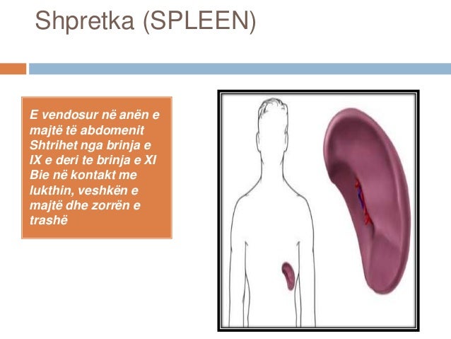 Projekt biologji: "Funksionet e Organeve te Njeriut