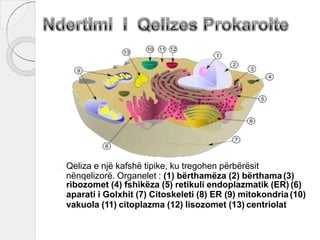 Projekt biologji | PPTX