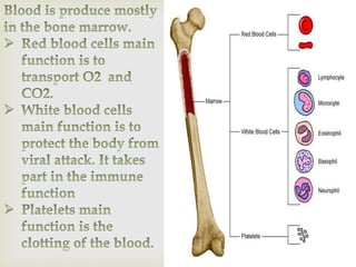 BLOOD PROJECT | PPT