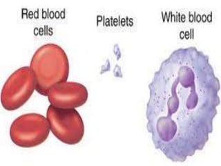 BLOOD PROJECT | PPT
