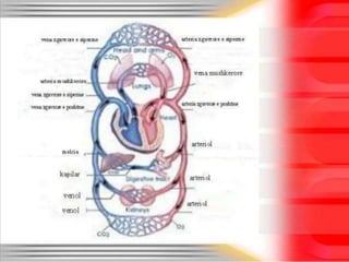 Projekt biologji sistemi i qarkullimit te gjakut | PPTX