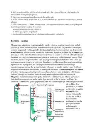 Projekt biologji zhvillimi | PDF