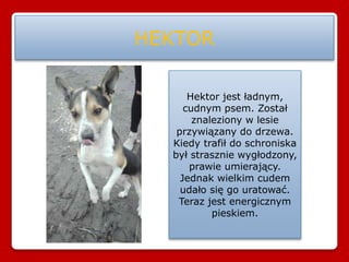 Empatia sympatia 3d 2017-18 | PPTX | Adoption and Fostering | Parenting