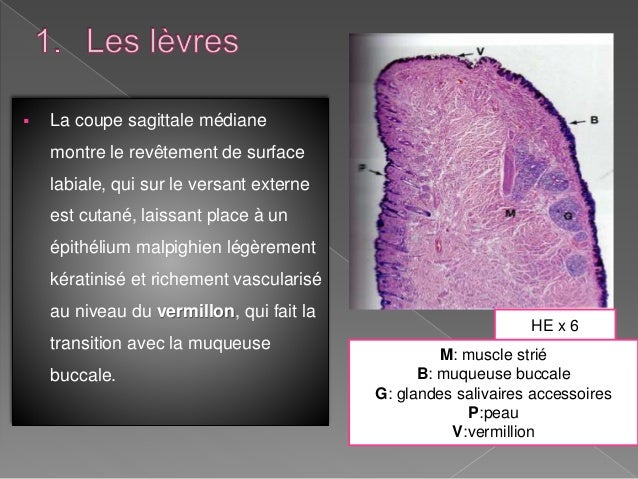 Cours d'histologie de 2eme année médecine