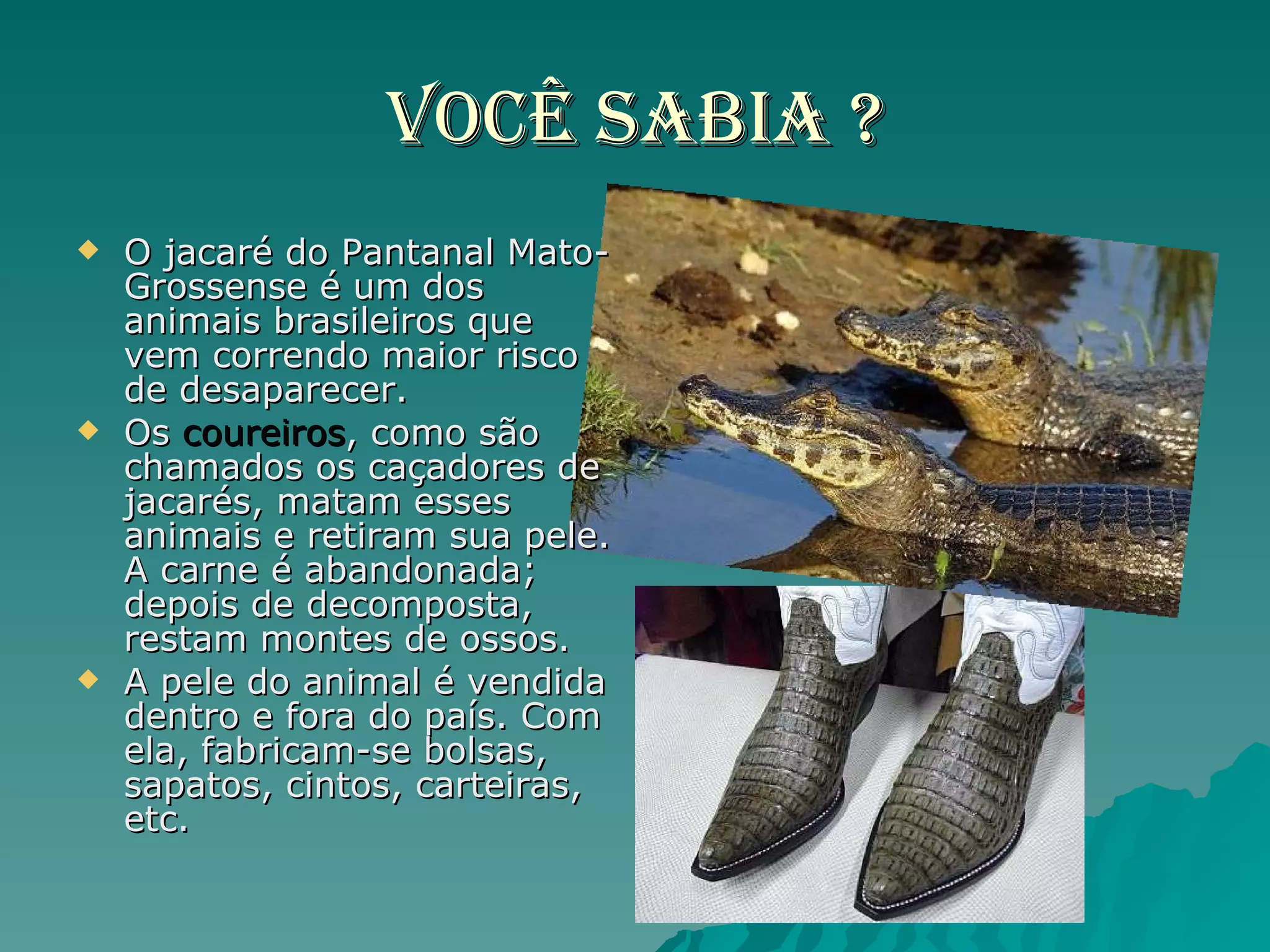 Projeto pantanal | PPT