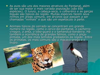 Projeto pantanal | PPT
