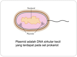 Prokario teukariot | PPT