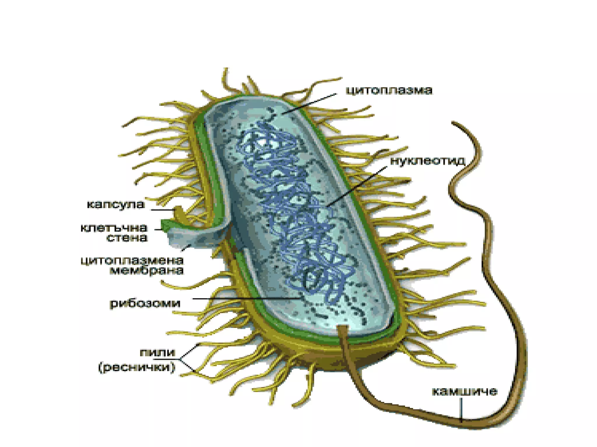 Prokariotna kletka | PPT