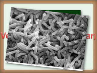 Prokariot orqanizmlər | PPT