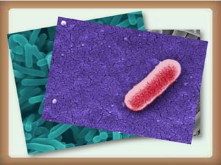 Prokariot orqanizmlər | PPT