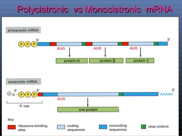 Prokar transcription