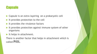 Prokaryoic Cell | PPT