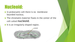 Prokaryoic Cell | PPT