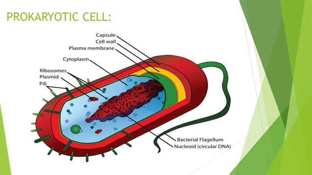 Prokaryoic Cell | PPT
