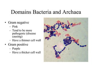 Prokaryote Classification | PPT
