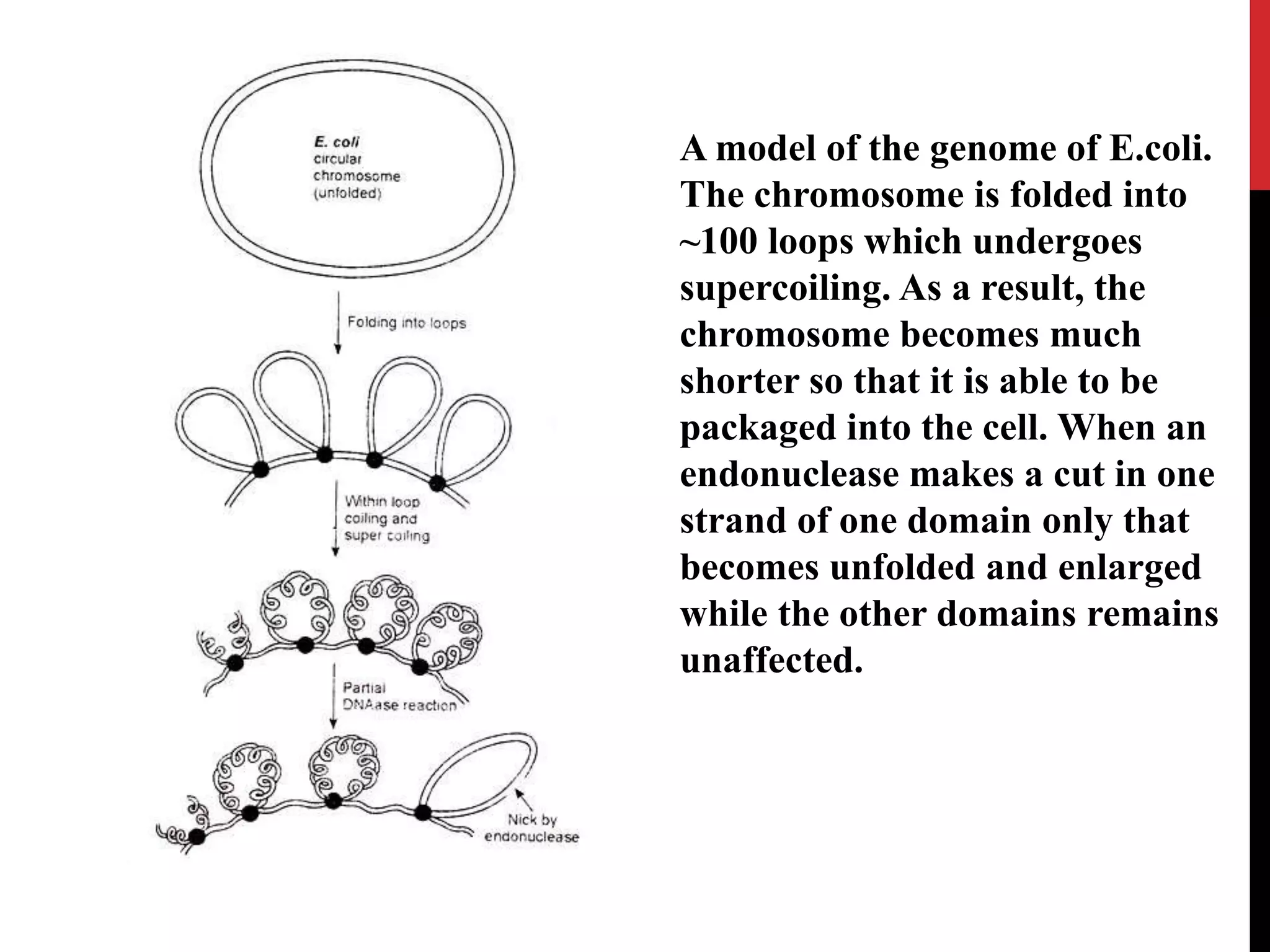 Prokaryote genome | PPTX