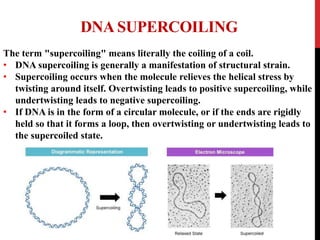 Prokaryote genome | PPTX