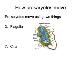 Prokaryotes | PPT