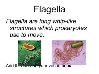 Prokaryotes | PPT
