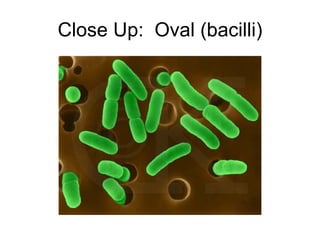 Prokaryotes | PPT