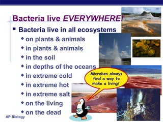 Prokaryotes | PPT