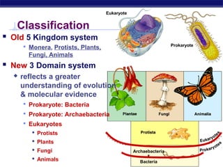 Prokaryotes | PPT