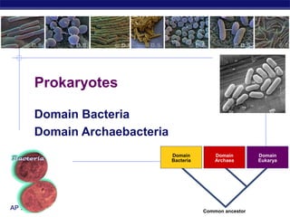 Prokaryotes | PPT
