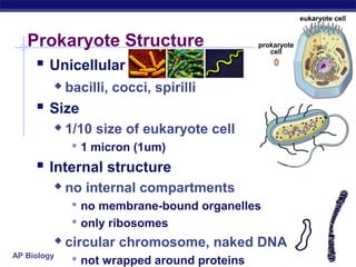 Prokaryotes | PPT | Biological Sciences | Science