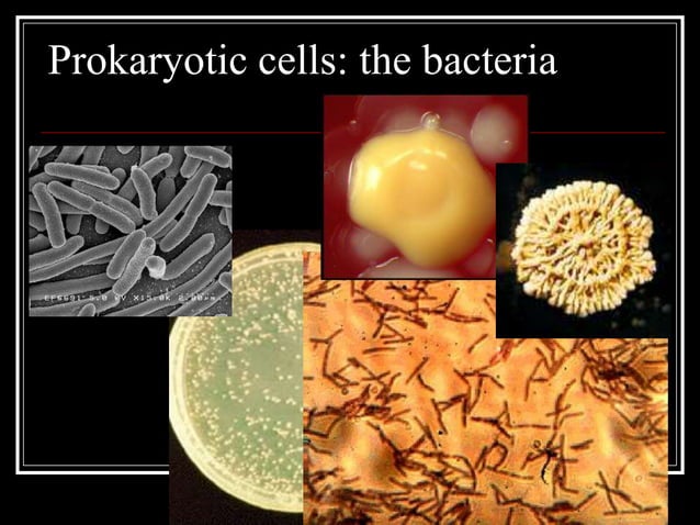 Prokaryotes - introduction IB Biology Prokaryotes - introduction IB Biology