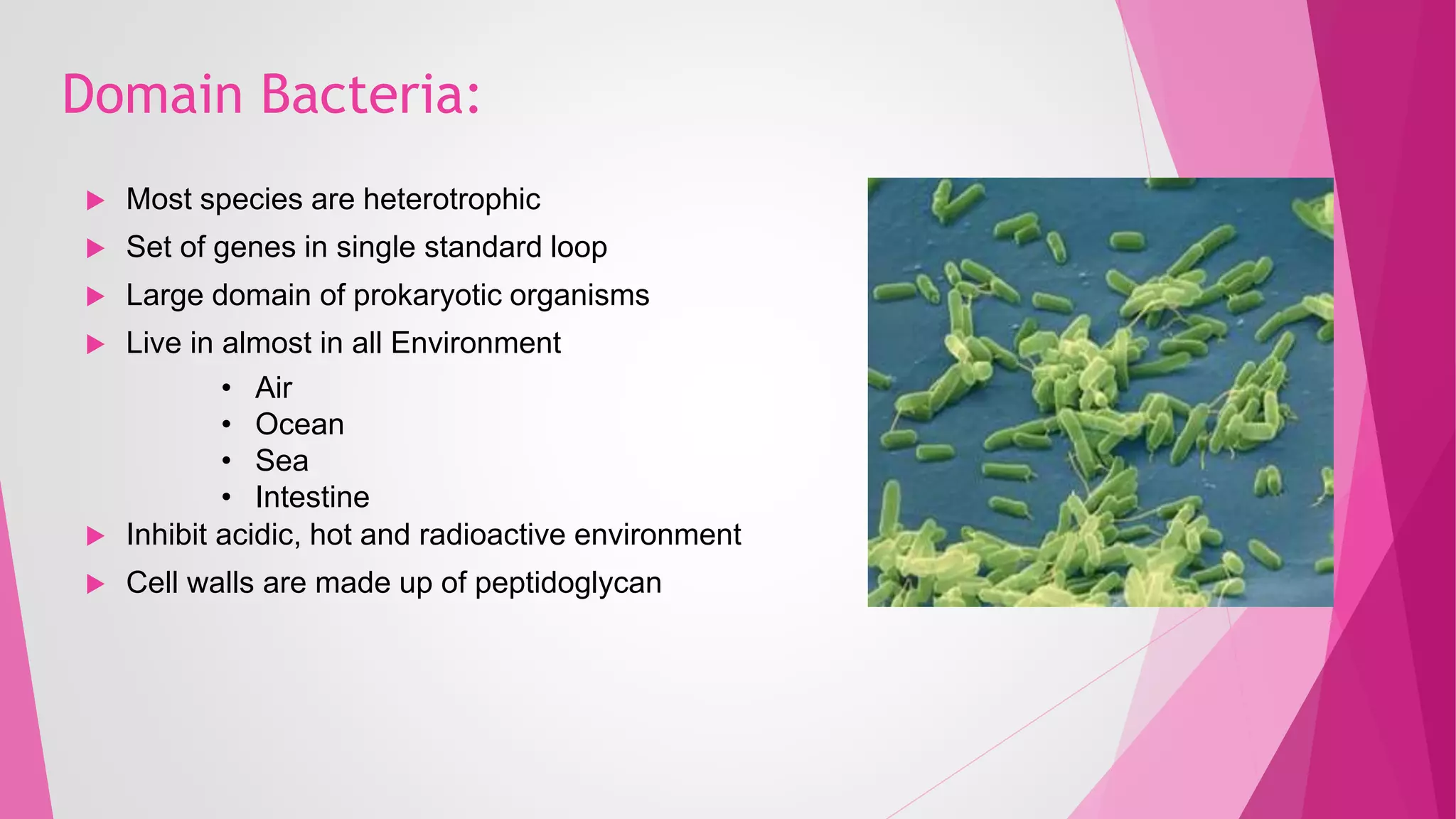 Prokaryotes | PPTX