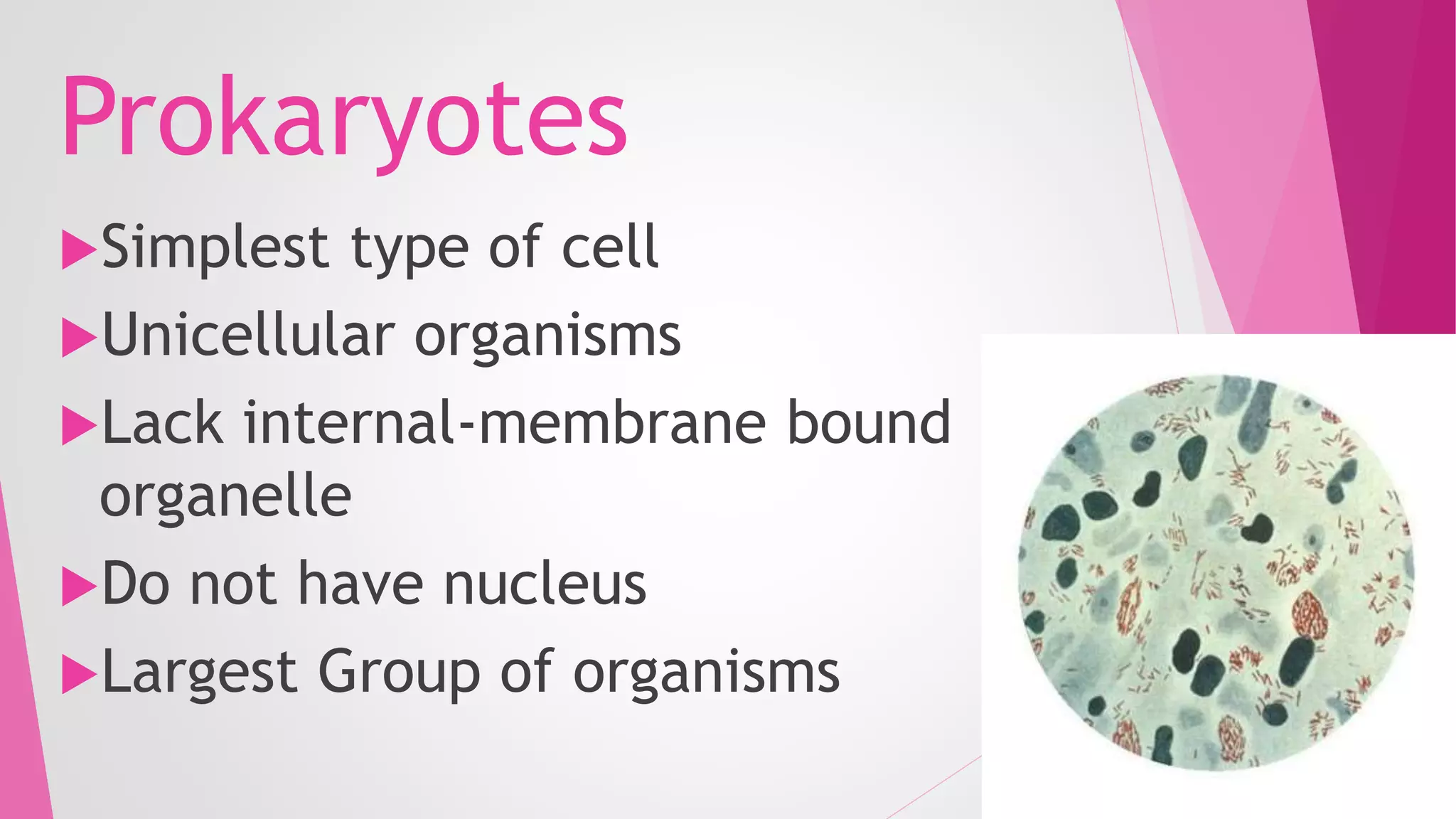Prokaryotes | PPTX