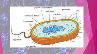 Prokaryotes | PPTX | Biological Sciences | Science