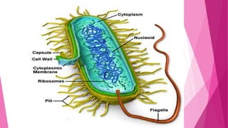 Prokaryotes | PPTX