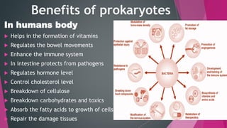 Prokaryotes | PPTX