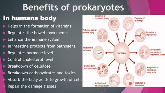 Prokaryotes | PPTX | Biological Sciences | Science