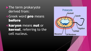 Prokaryotes | PPTX
