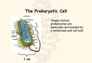 Prokaryotes _Eukaryotes | PPT