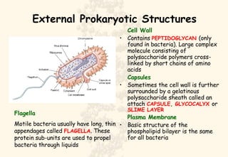 Prokaryotes _Eukaryotes | PPT