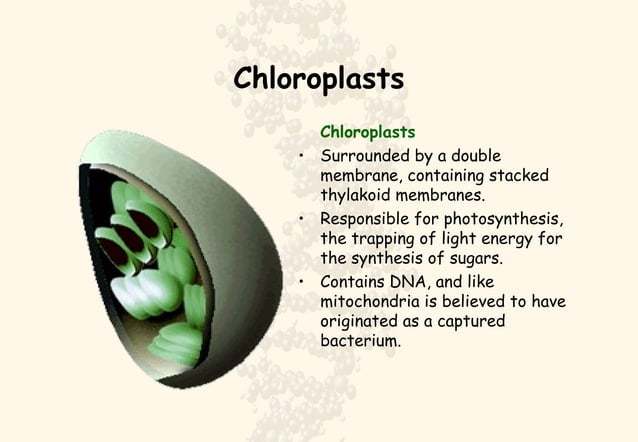 Prokaryotes Vs Eukaryotes Ppt 
