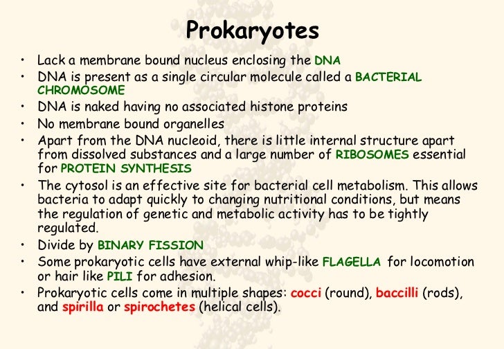 Ppt Prokaryotic And Eukaryotic Classification