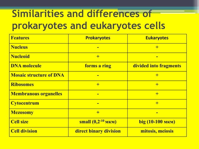 Prokaryotes and eukaryotes | PPT