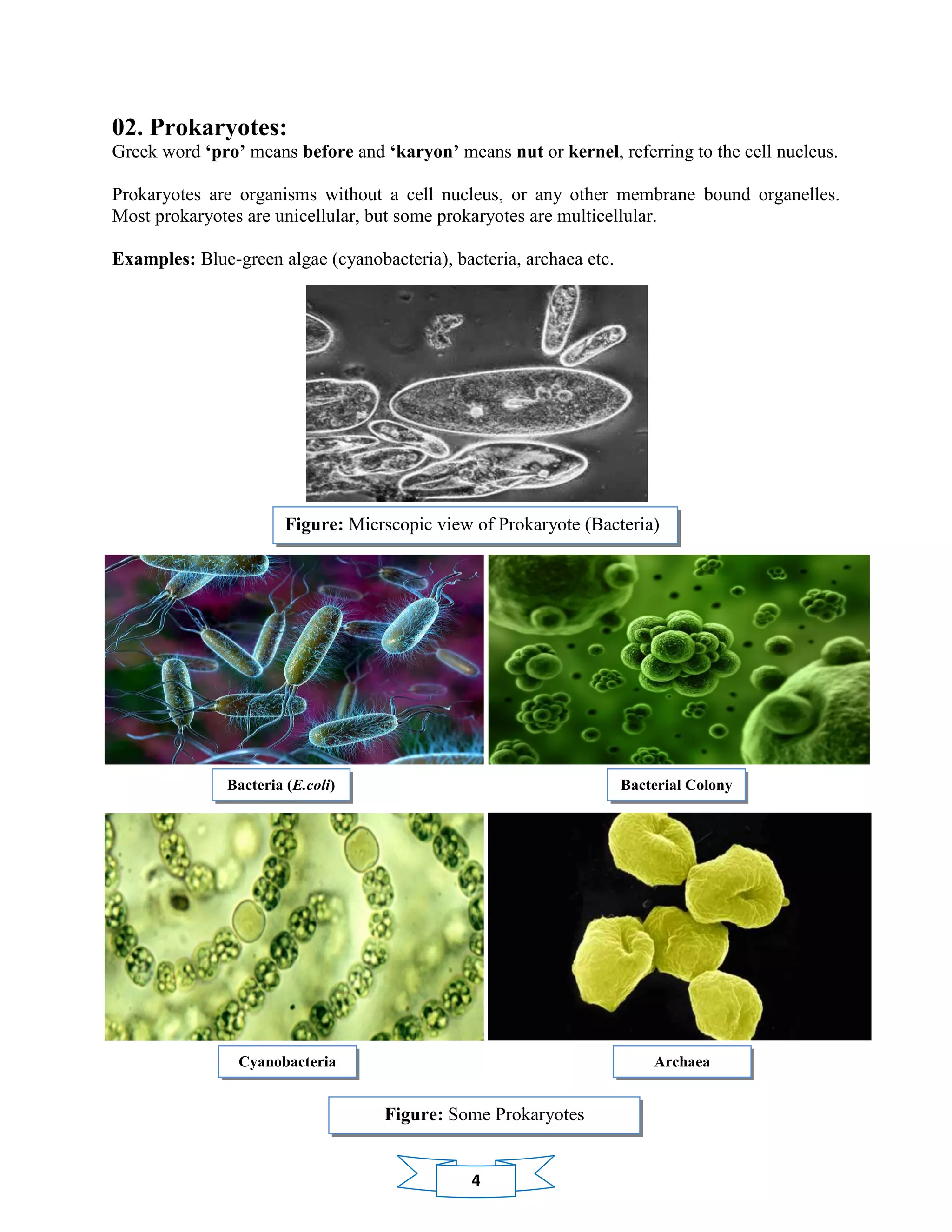 Prokaryotes and Eukaryotes | PDF | Biological Sciences | Science