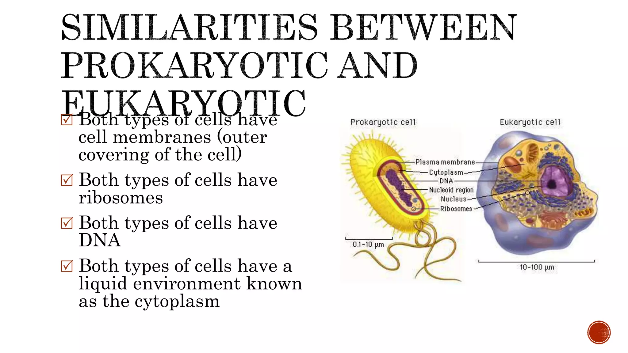 Prokaryotes and eukaryotes | PPTX